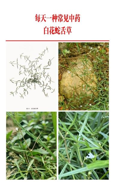百花蛇舌草长什么样_白花蛇舌草图片特征-第3张图片-山城妙识