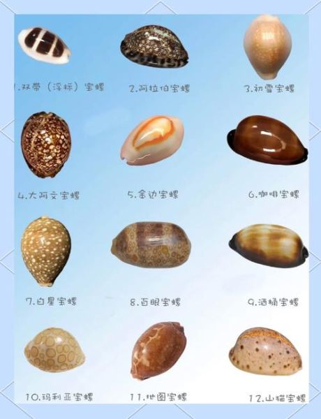 小贝壳的做法大全_小贝壳怎么清洗才干净-第2张图片-山城妙识