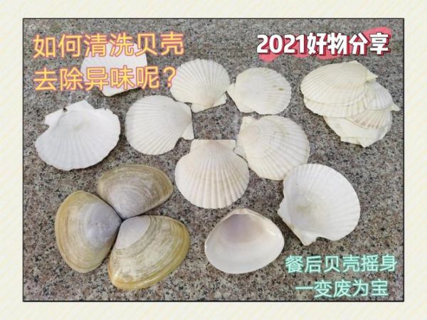 小贝壳的做法大全_小贝壳怎么清洗才干净-第1张图片-山城妙识