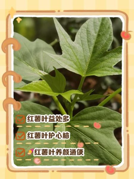 红薯叶的功效与作用及禁忌_红薯叶怎么吃最营养-第2张图片-山城妙识