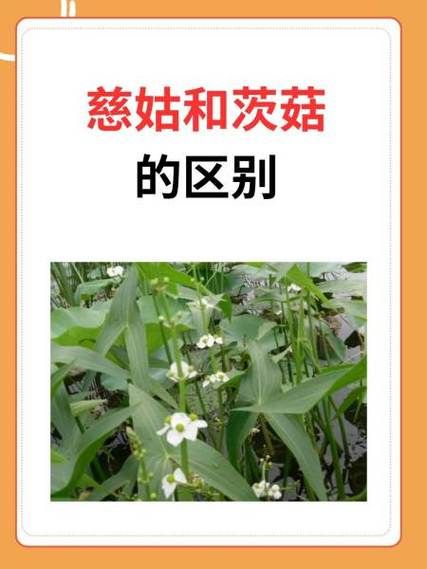 茨菇怎么种_茨菇种植时间和方法-第1张图片-山城妙识