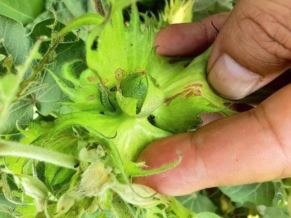 甜菜夜蛾成虫长什么样_如何快速识别-第3张图片-山城妙识