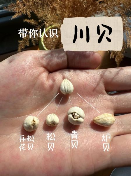 川贝和川贝母的区别_川贝母图片怎么辨认-第2张图片-山城妙识