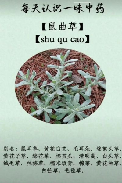 鼠曲草的功效与作用_鼠曲草图片长什么样-第2张图片-山城妙识