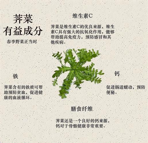 荠菜和什么一起吃最营养_荠菜搭配禁忌有哪些-第1张图片-山城妙识
