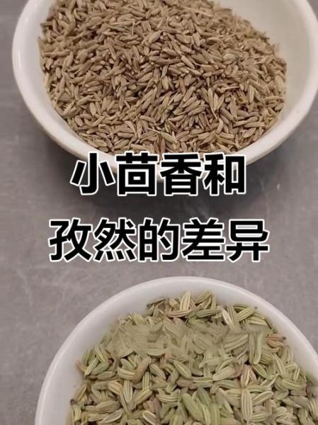 孜然和茴香是一样的吗_区别与用途全解析-第2张图片-山城妙识