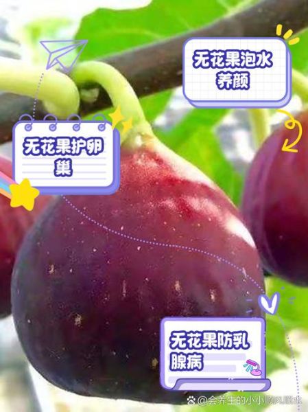 无花果对女人有什么好处_女人吃无花果能丰胸吗-第1张图片-山城妙识