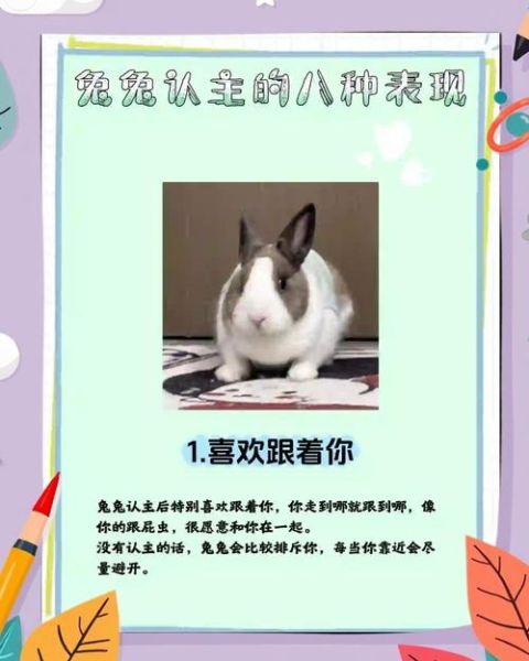 兔子多久认主人_怎么判断兔子认主了-第1张图片-山城妙识