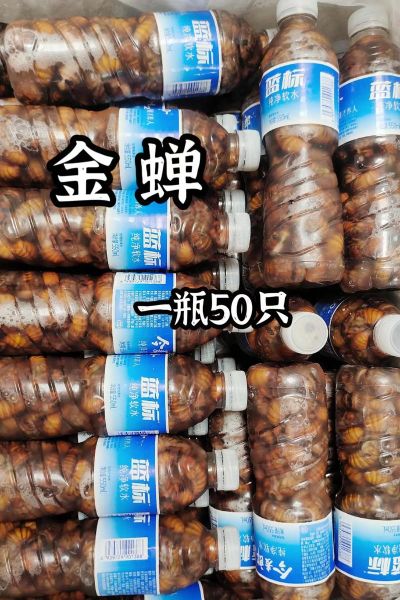 知了猴怎么保存新鲜_知了猴放冰箱能活多久-第3张图片-山城妙识