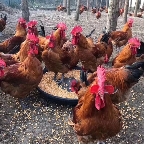 青脚麻鸡多少钱一斤_青脚麻鸡和普通土鸡区别-第3张图片-山城妙识