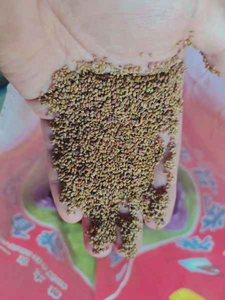 紫花苜蓿种子图片_如何辨别真假-第1张图片-山城妙识