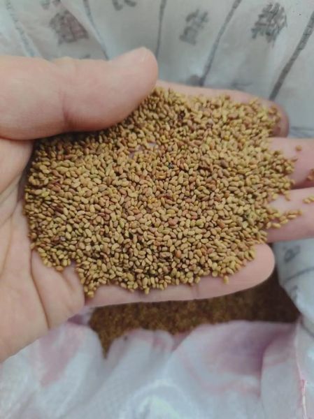 紫花苜蓿种子图片_如何辨别真假-第2张图片-山城妙识