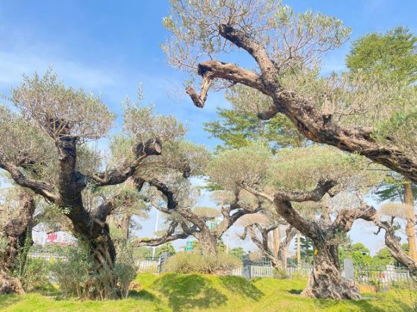 橄榄树图片怎么拍好看_橄榄树图片拍摄技巧-第1张图片-山城妙识 橄榄树图片怎么拍好看_橄榄树图片拍摄技巧-第1张图片-山城妙识