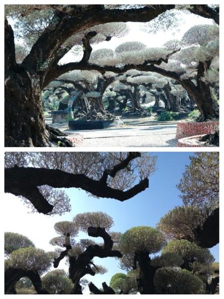 橄榄树图片怎么拍好看_橄榄树图片拍摄技巧-第2张图片-山城妙识 橄榄树图片怎么拍好看_橄榄树图片拍摄技巧-第2张图片-山城妙识