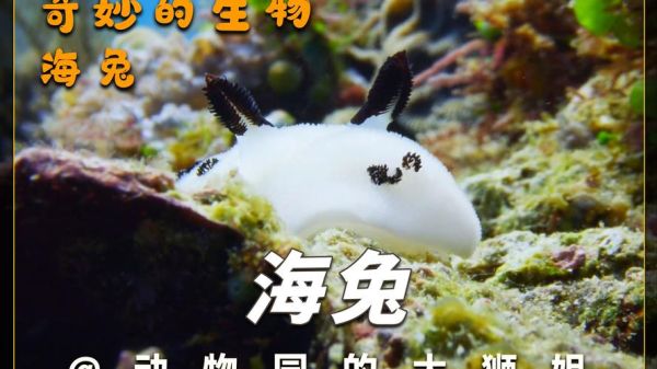 海兔怎么养_海兔有毒吗-第1张图片-山城妙识