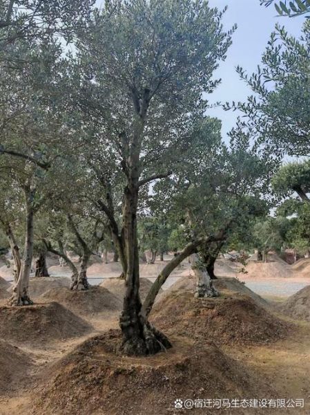 橄榄树图片怎么拍好看_橄榄树图片拍摄技巧-第3张图片-山城妙识 橄榄树图片怎么拍好看_橄榄树图片拍摄技巧-第3张图片-山城妙识