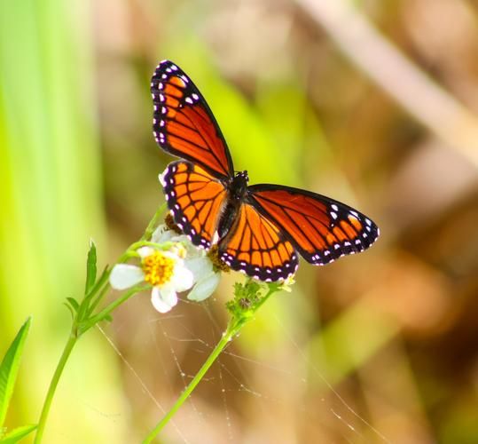 蝴蝶图片大全_高清蝴蝶图片怎么找-第2张图片-山城妙识 蝴蝶图片大全_高清蝴蝶图片怎么找-第2张图片-山城妙识