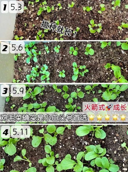 鸡毛菜怎么种_鸡毛菜种植时间和方法-第1张图片-山城妙识
