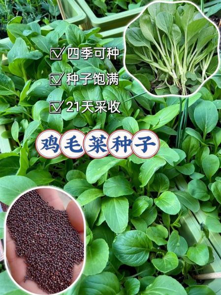 鸡毛菜怎么种_鸡毛菜种植时间和方法-第2张图片-山城妙识
