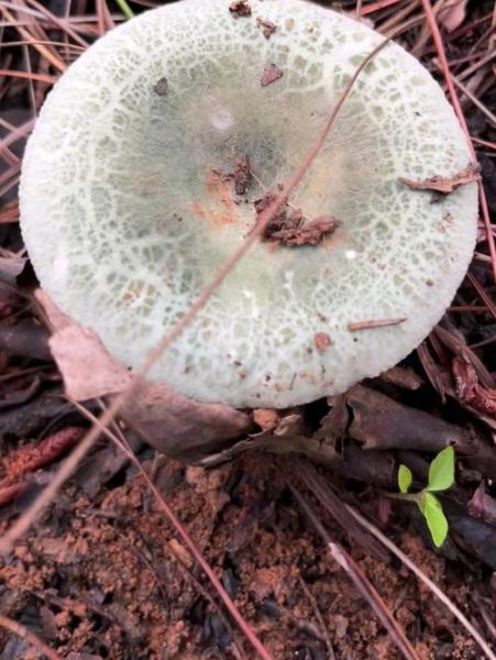 十大名菌有哪些_哪种野生菌最珍贵-第3张图片-山城妙识 十大名菌有哪些_哪种野生菌最珍贵-第3张图片-山城妙识