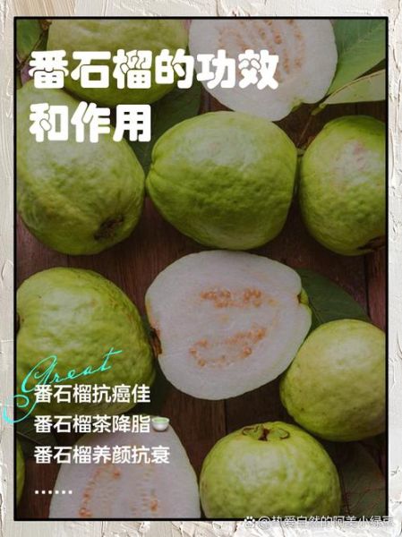 番石榴怎么吃_番石榴的功效与作用-第3张图片-山城妙识 番石榴怎么吃_番石榴的功效与作用-第3张图片-山城妙识