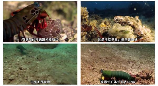 雀尾螳螂虾vs枪虾_谁才是海洋拳击冠军-第3张图片-山城妙识