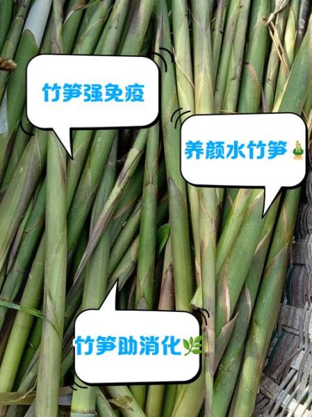 水笋的功效与作用_水笋的禁忌有哪些-第1张图片-山城妙识 水笋的功效与作用_水笋的禁忌有哪些-第1张图片-山城妙识