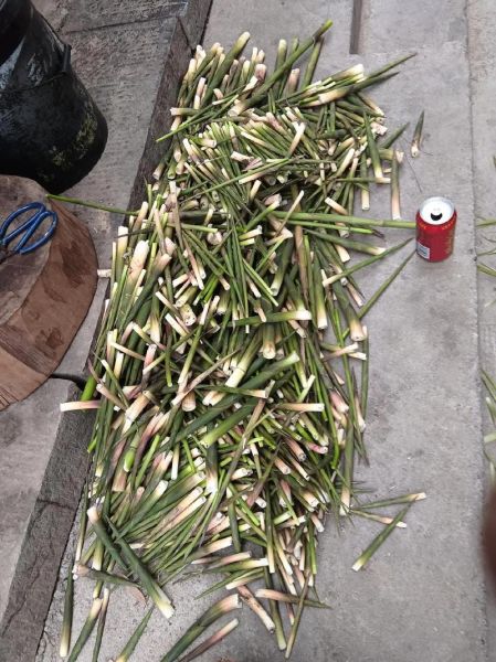 水笋的功效与作用_水笋的禁忌有哪些-第2张图片-山城妙识 水笋的功效与作用_水笋的禁忌有哪些-第2张图片-山城妙识