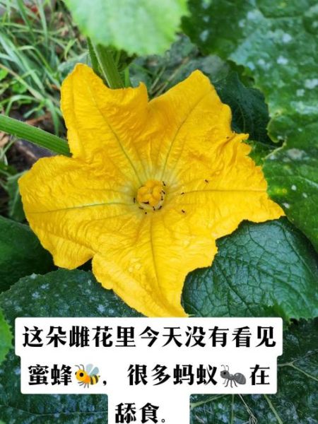 南瓜花是雄花还是雌花_如何一眼区分-第1张图片-山城妙识