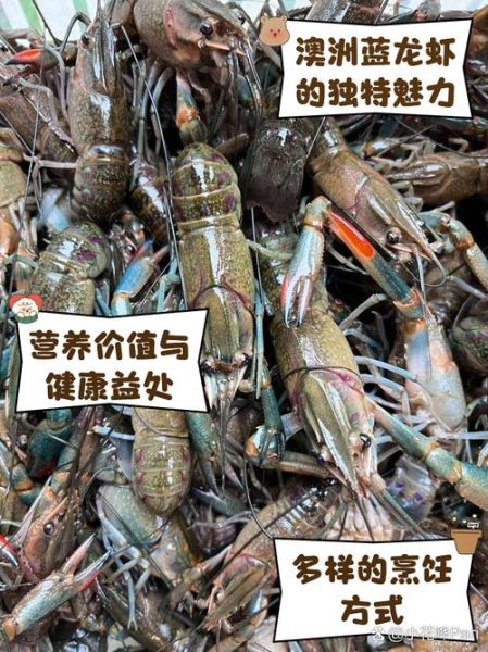 澳洲龙虾多少钱一斤_澳洲龙虾价格走势-第1张图片-山城妙识 澳洲龙虾多少钱一斤_澳洲龙虾价格走势-第1张图片-山城妙识