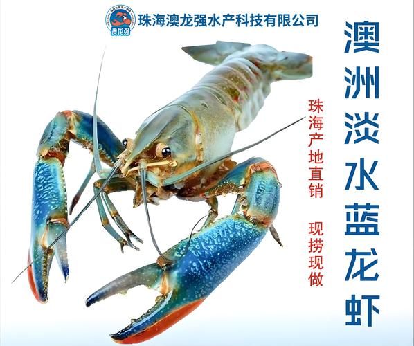 澳洲龙虾多少钱一斤_澳洲龙虾价格走势-第3张图片-山城妙识 澳洲龙虾多少钱一斤_澳洲龙虾价格走势-第3张图片-山城妙识