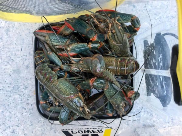 澳洲龙虾多少钱一斤_澳洲龙虾价格走势-第2张图片-山城妙识 澳洲龙虾多少钱一斤_澳洲龙虾价格走势-第2张图片-山城妙识