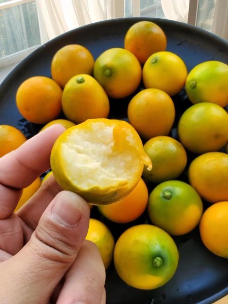 带皮吃的小金桔上火吗_小金桔连皮吃会不会上火-第1张图片-山城妙识 带皮吃的小金桔上火吗_小金桔连皮吃会不会上火-第1张图片-山城妙识