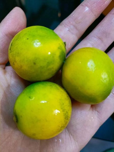 带皮吃的小金桔上火吗_小金桔连皮吃会不会上火-第3张图片-山城妙识 带皮吃的小金桔上火吗_小金桔连皮吃会不会上火-第3张图片-山城妙识