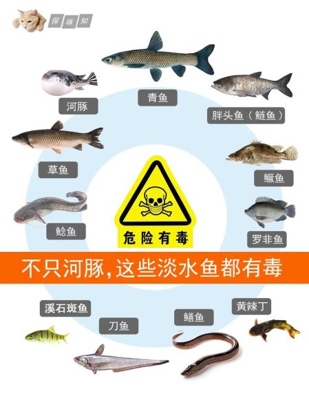 河豚鱼毒素集中在哪些部位_误食后多久发作-第1张图片-山城妙识 河豚鱼毒素集中在哪些部位_误食后多久发作-第1张图片-山城妙识