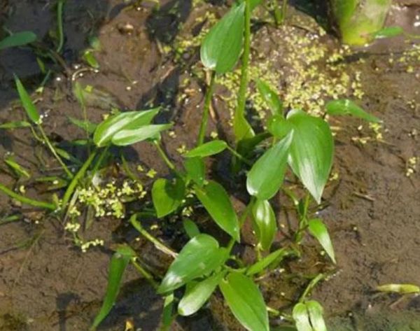 鸭舌草图片大全_鸭舌草长什么样-第2张图片-山城妙识 鸭舌草图片大全_鸭舌草长什么样-第2张图片-山城妙识