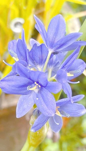 鸭舌草图片大全_鸭舌草长什么样-第3张图片-山城妙识 鸭舌草图片大全_鸭舌草长什么样-第3张图片-山城妙识