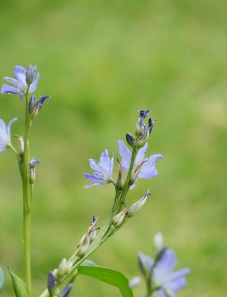 鸭舌草图片大全_鸭舌草长什么样-第1张图片-山城妙识 鸭舌草图片大全_鸭舌草长什么样-第1张图片-山城妙识