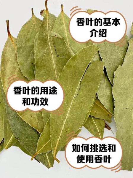 香叶是什么_香叶图片如何识别真假-第1张图片-山城妙识 香叶是什么_香叶图片如何识别真假-第1张图片-山城妙识