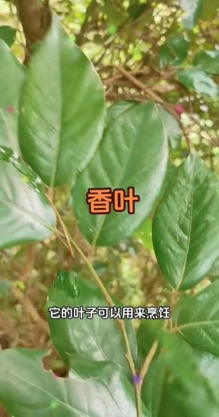 香叶是什么_香叶图片如何识别真假-第2张图片-山城妙识 香叶是什么_香叶图片如何识别真假-第2张图片-山城妙识