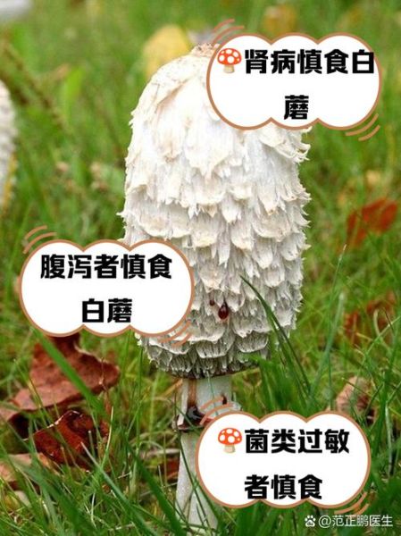 蘑菇的功效与作用禁忌_蘑菇什么人不能吃-第3张图片-山城妙识 蘑菇的功效与作用禁忌_蘑菇什么人不能吃-第3张图片-山城妙识