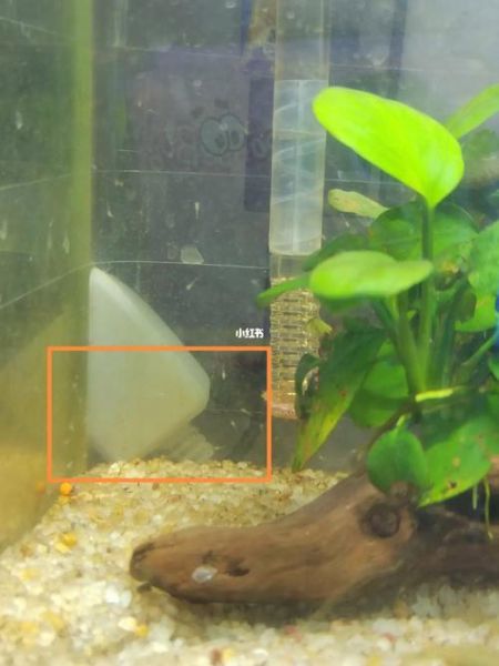 虾米xl是什么_虾米xl怎么用-第2张图片-山城妙识