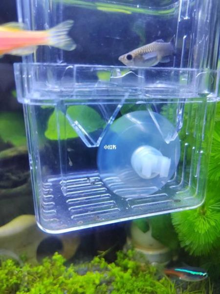 虾米xl是什么_虾米xl怎么用-第3张图片-山城妙识