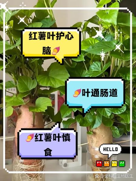 红薯叶抗癌还是致癌_红薯叶到底能不能吃-第2张图片-山城妙识 红薯叶抗癌还是致癌_红薯叶到底能不能吃-第2张图片-山城妙识