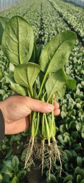 菠菜图片_怎么挑选新鲜菠菜-第3张图片-山城妙识