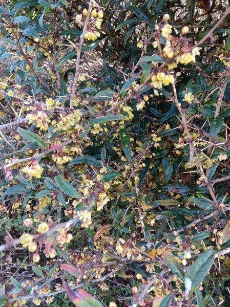 豪猪刺的功效与作用_豪猪刺能治什么病-第1张图片-山城妙识 豪猪刺的功效与作用_豪猪刺能治什么病-第1张图片-山城妙识