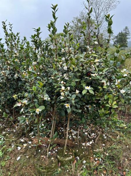 油茶树怎么种_油茶树几年结果-第1张图片-山城妙识