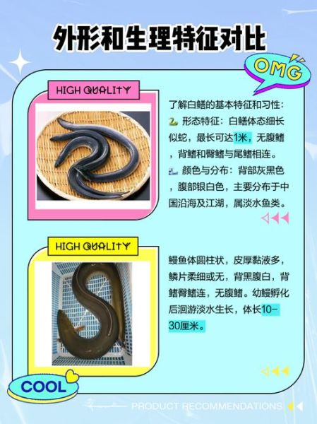 长江白鳝鱼图片大全_如何辨别野生与养殖-第1张图片-山城妙识 长江白鳝鱼图片大全_如何辨别野生与养殖-第1张图片-山城妙识