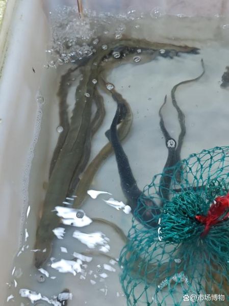 长江白鳝鱼图片大全_如何辨别野生与养殖-第2张图片-山城妙识 长江白鳝鱼图片大全_如何辨别野生与养殖-第2张图片-山城妙识