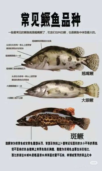 鳜鱼品种图片大全_如何区分鳜鱼种类-第3张图片-山城妙识